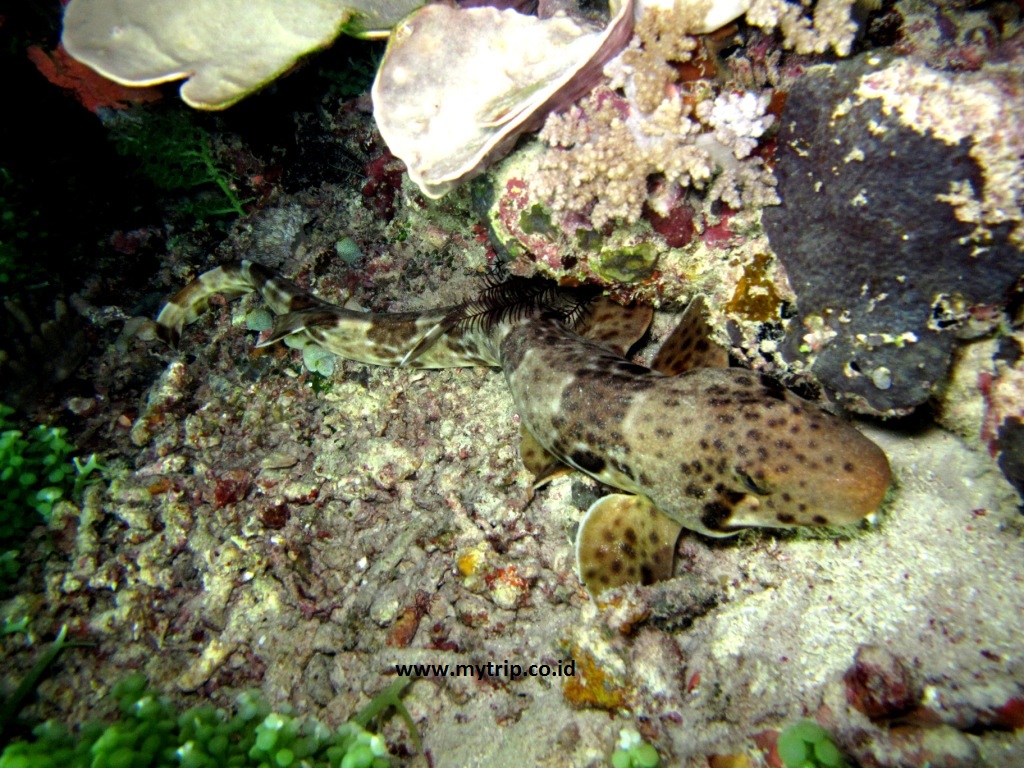 24 BINATANG KHAS DARI SELURUH DUNIA (Bagian 1)